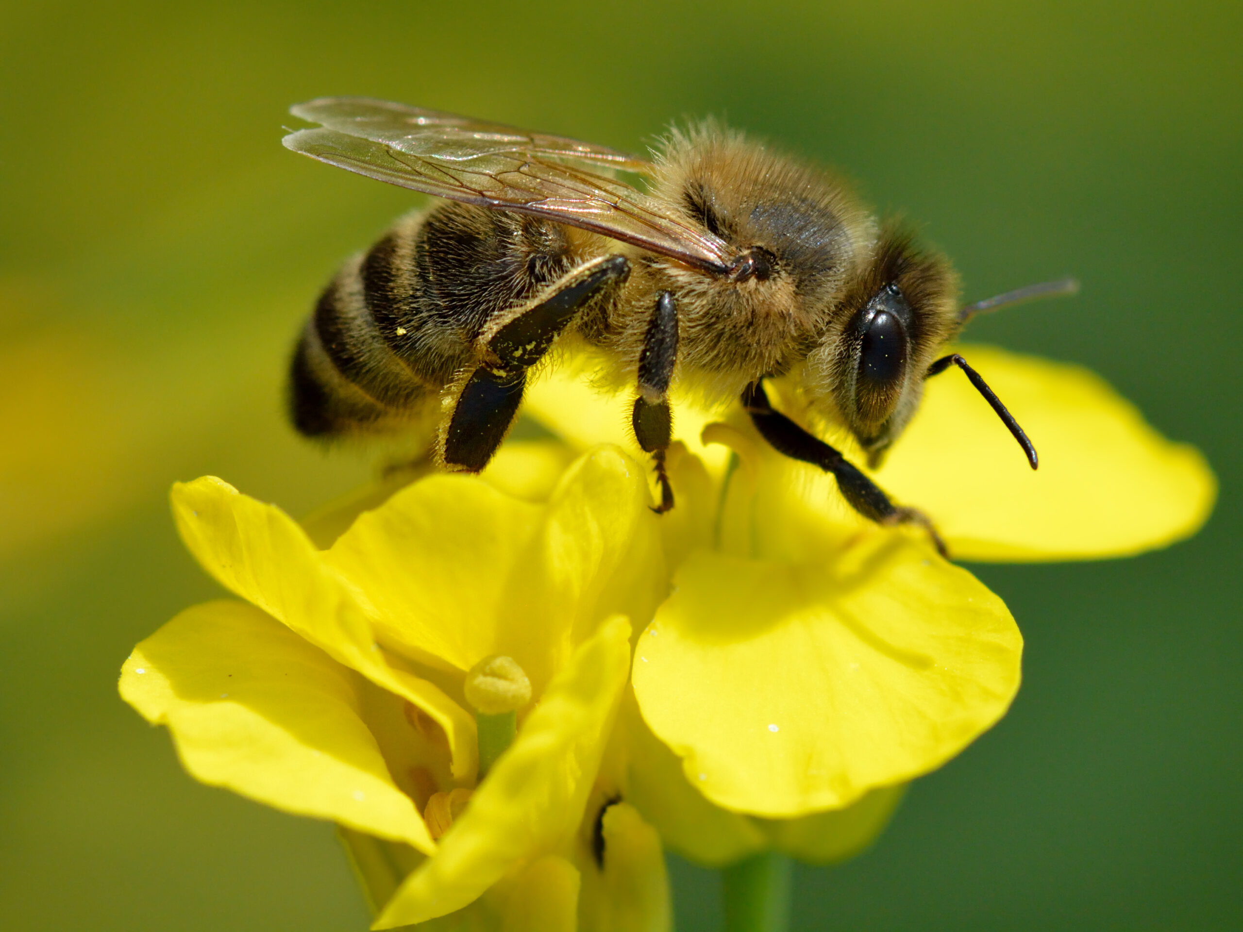 Mundo fascinante de las abejas: una mirada entomológica en Apidae