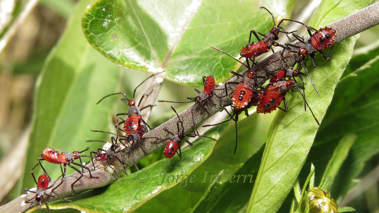 Todo sobre la chinche del tomate: Lygus hesperus