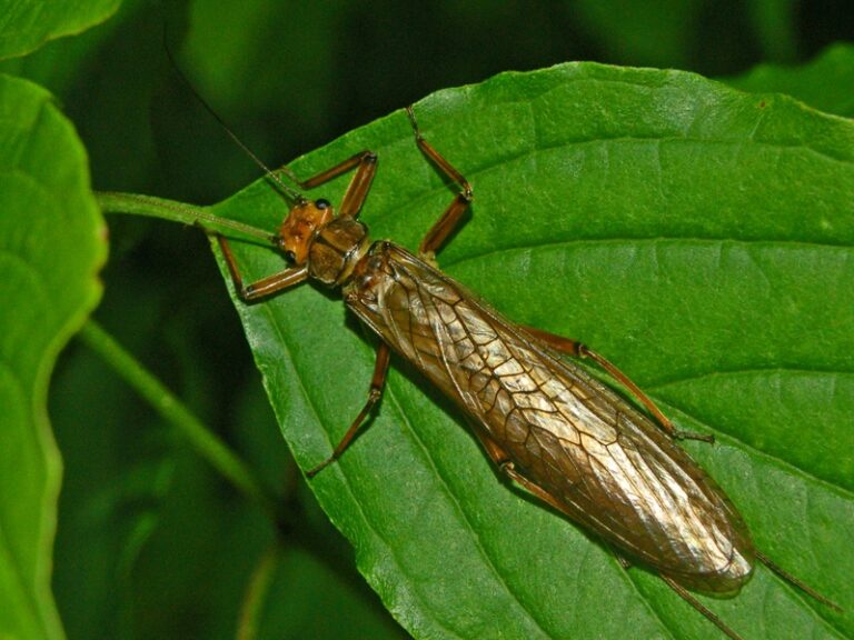 Estudio completo del Dinocras cephalotes: ¡Descúbrelo aquí!