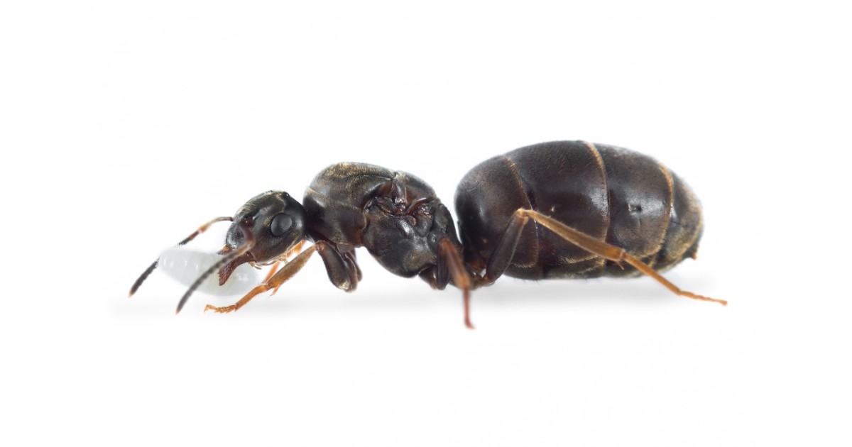 Descubre todo sobre la Entomología de la Hormiga Negra Lasius niger