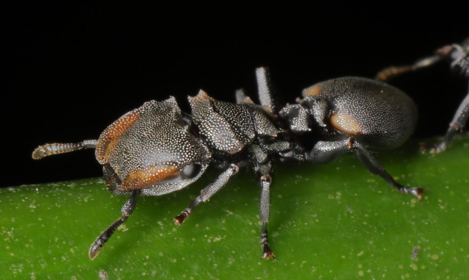 Explorando el fascinante mundo de los Cephalotes en Entomología