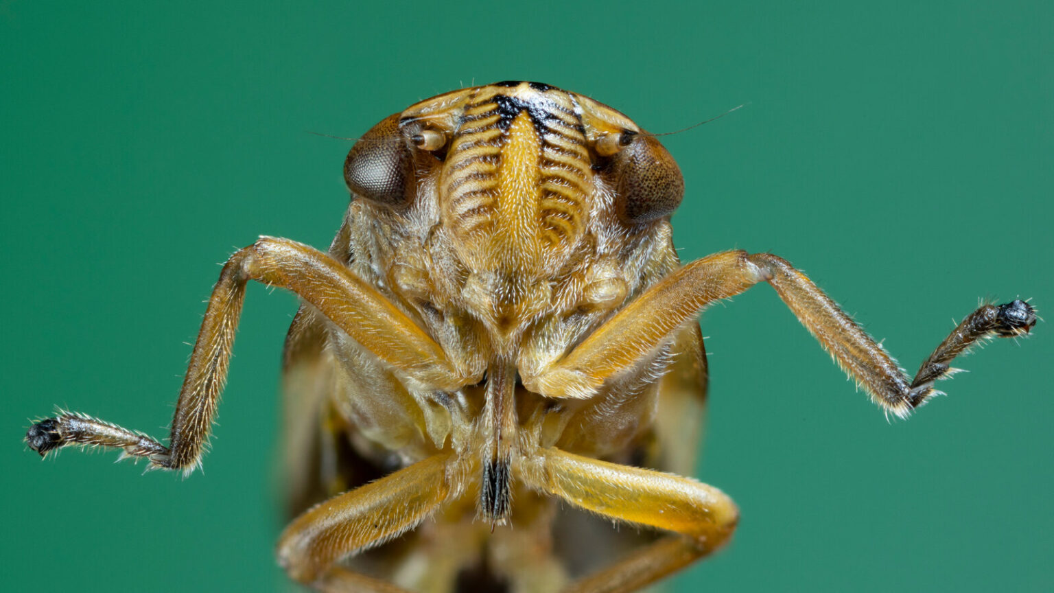Secretos de la chinche del maíz: Blissus leucopterus