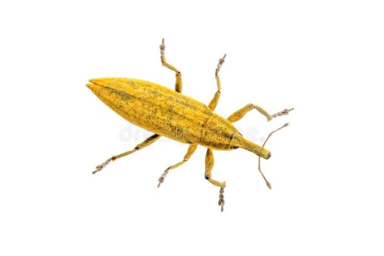Secretos del escarabajo amarillo: Entomología de Cossyphus luteus