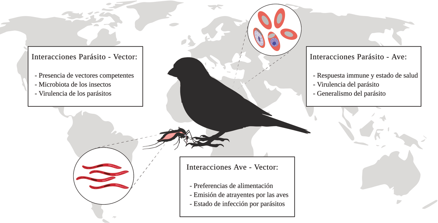 Piojo de aves revela secretos entomológicos