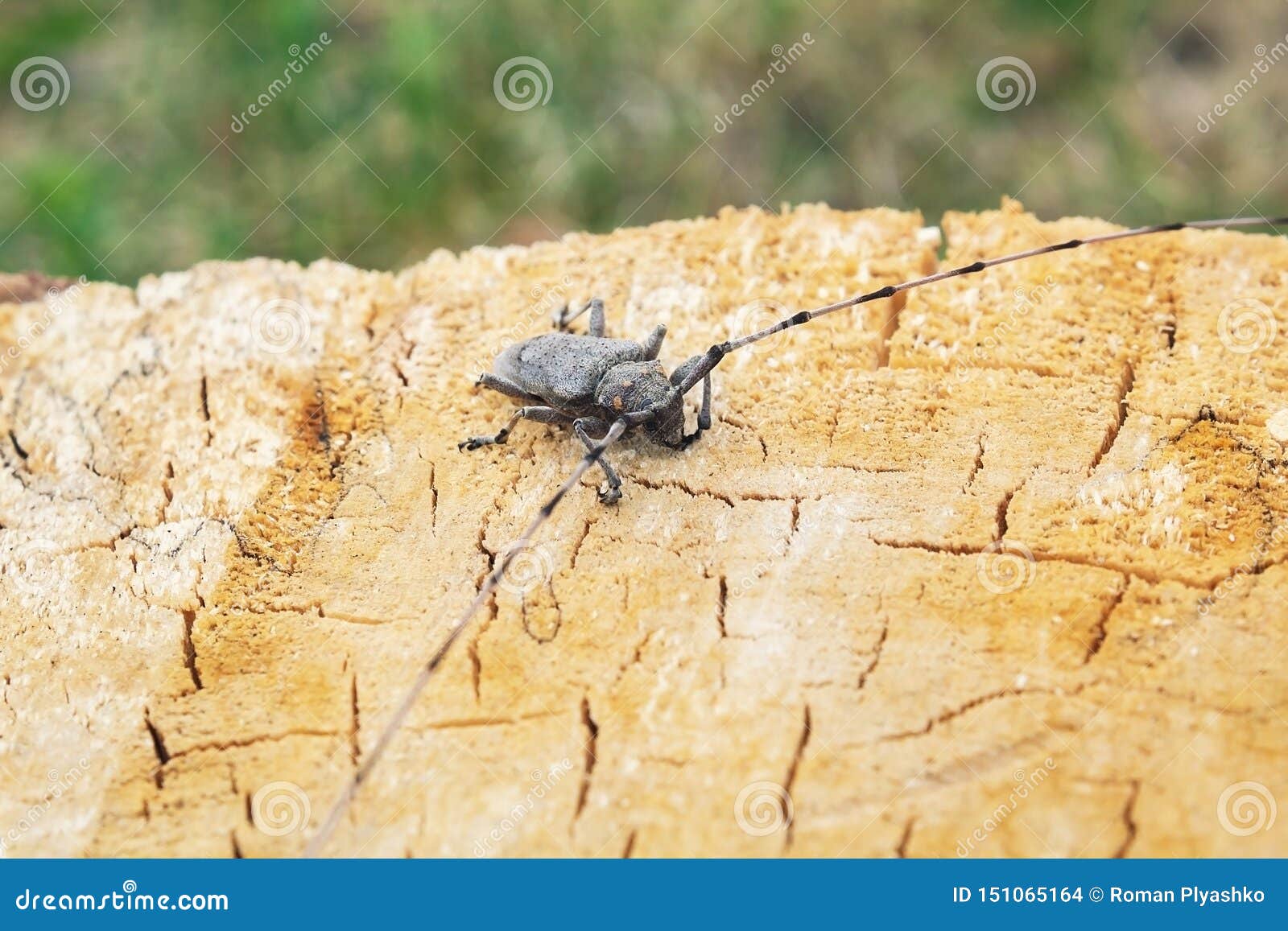 Estudio de Entomología de Tricholepidion barbatum