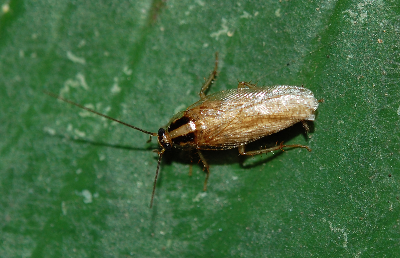 Descubre los secretos de Blattella lituricollis en Entomología