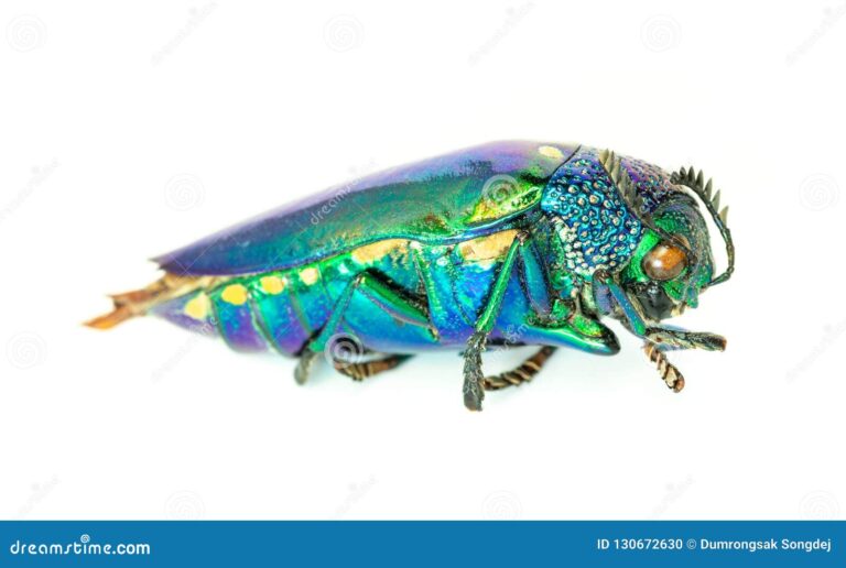 Descubre el fascinante mundo de la Entomología con Celerio lineata