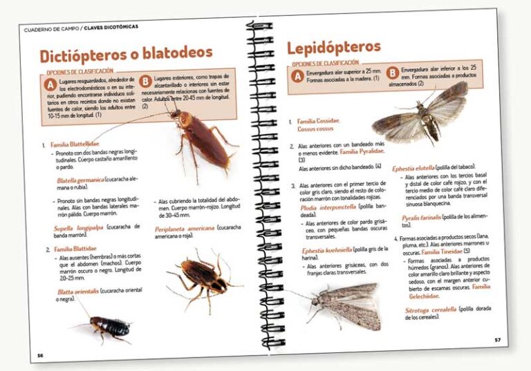 Entomología agrícola: clave para proteger tus cultivos