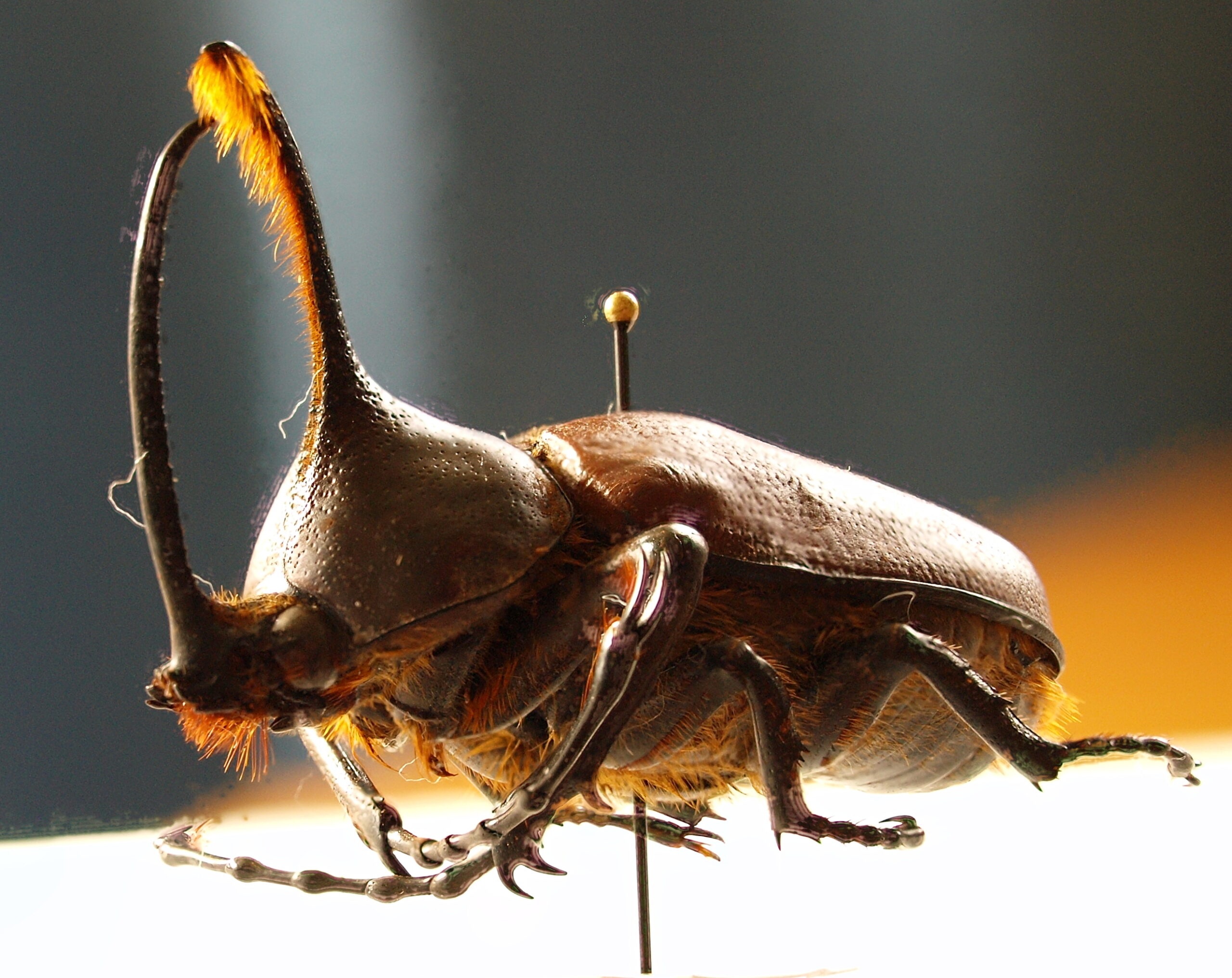 Mundo de Scarabaeus crassicornis: Entomología del escarabajo cornudo