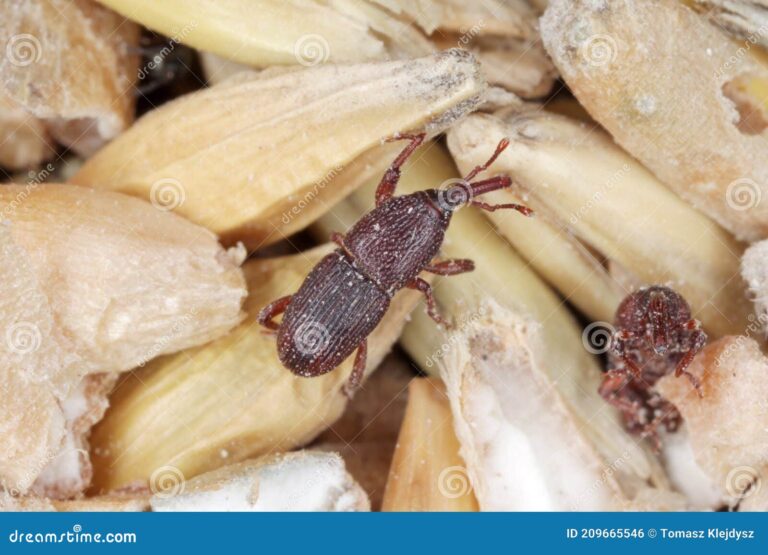 La entomología de Sitotroga cerealella: enemigo de los cereales