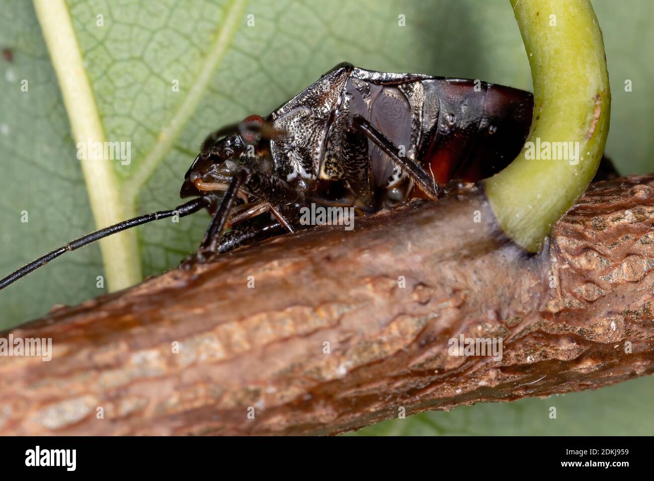 Descubre la fascinante entomología de Chauliodes sagittatus