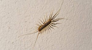 Crea hogar para insectos con caja entomológica ¡Guía paso a paso!