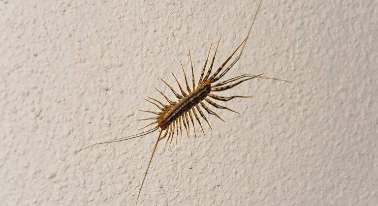 Crea hogar para insectos con caja entomológica ¡Guía paso a paso!