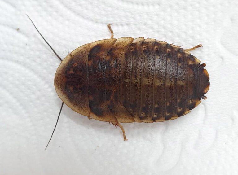 Explora el fascinante mundo de la Entomología de la cucaracha Dubia