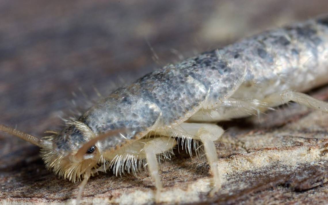 El secreto de Embia deplanata: insecto único y fascinante