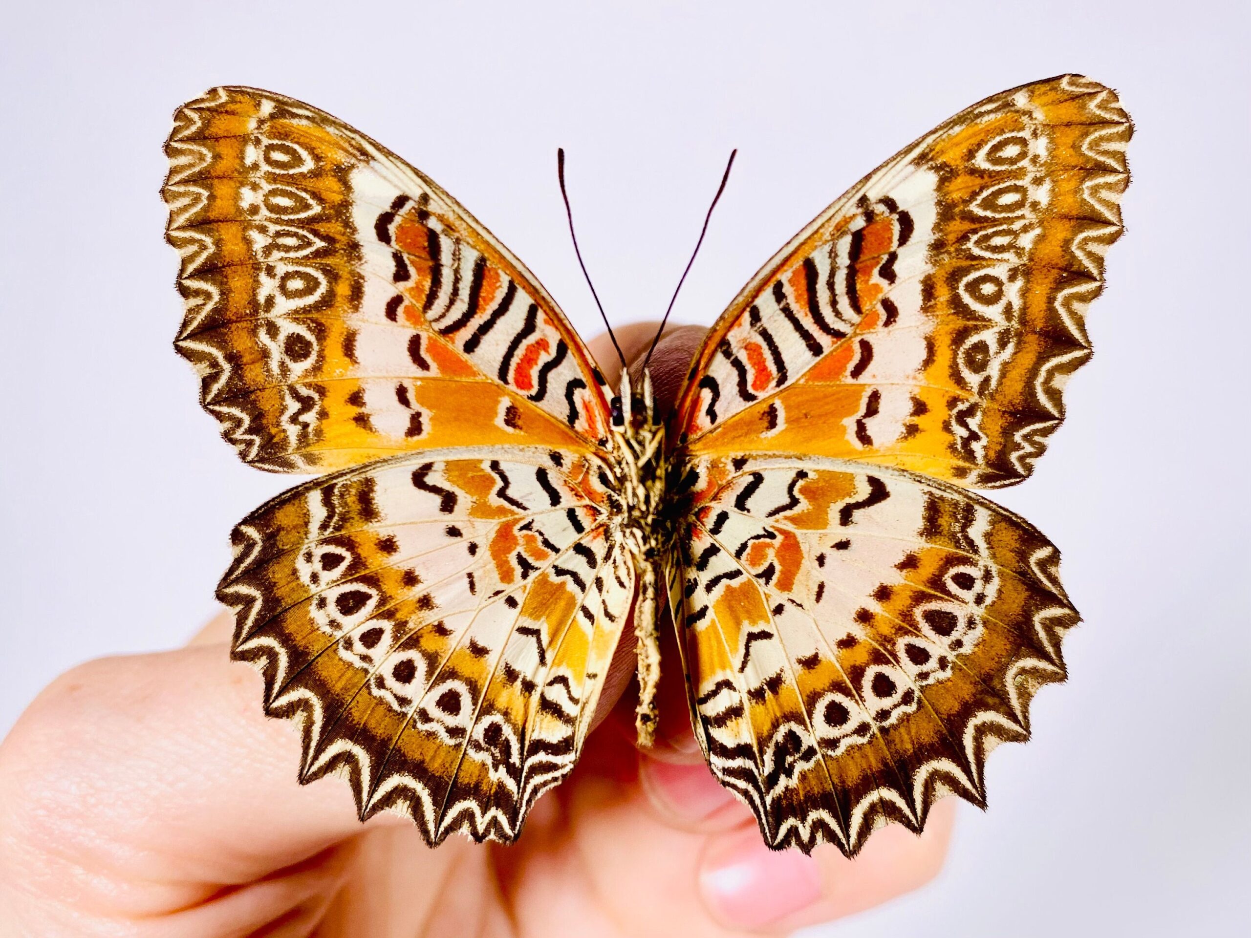 Explorando la entomología de Embia insularis: Un mundo increíble