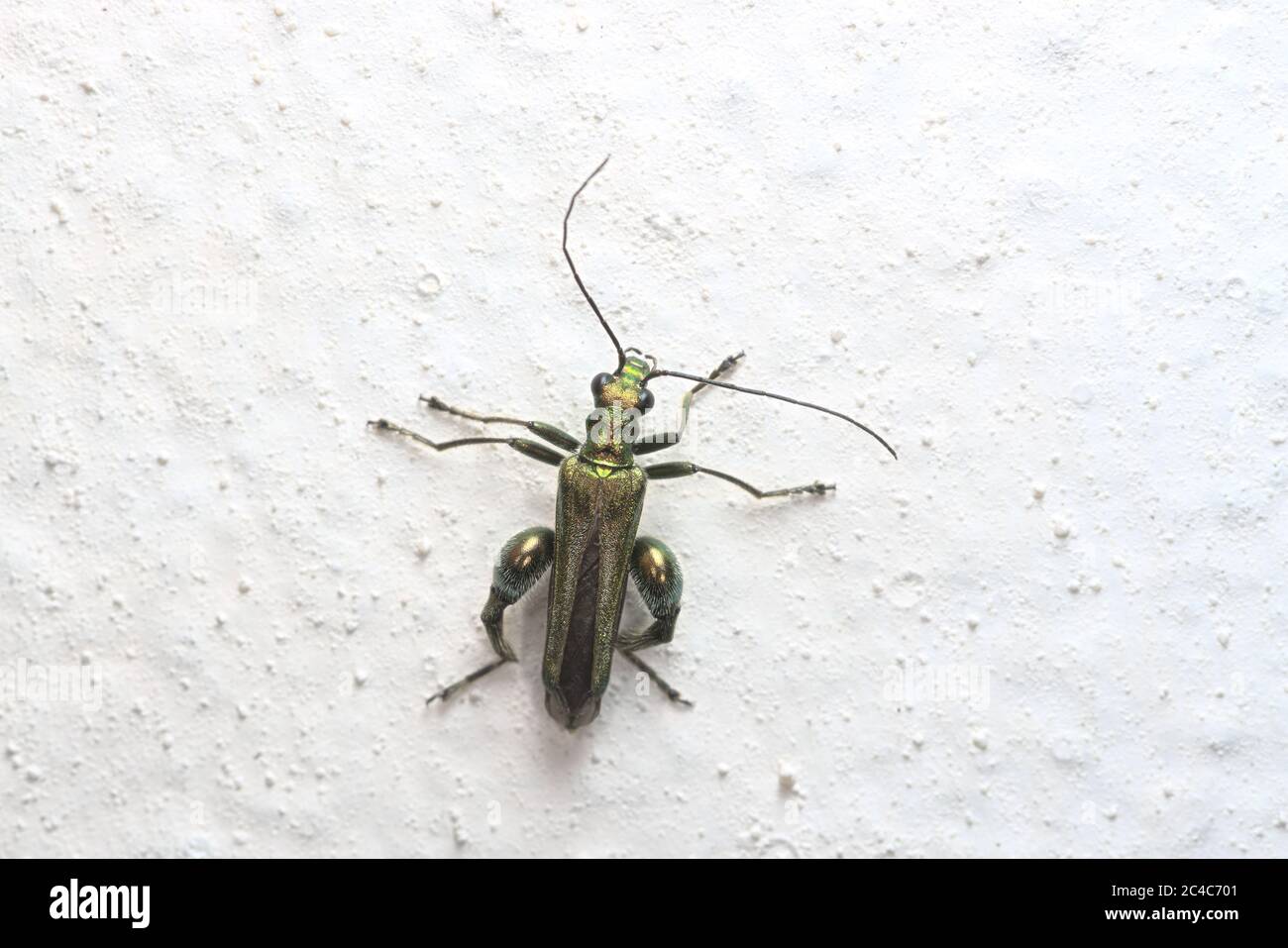 Secretos de la Entomología de Embia Mexicana: una especie fascinante