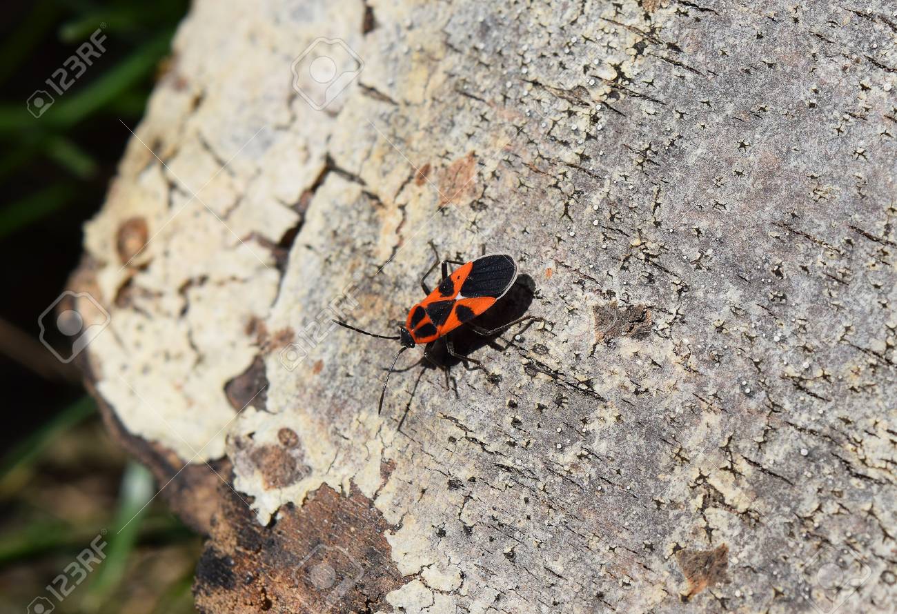 Secretos de la Entomología de Ischnura ramburii en su hábitat natural