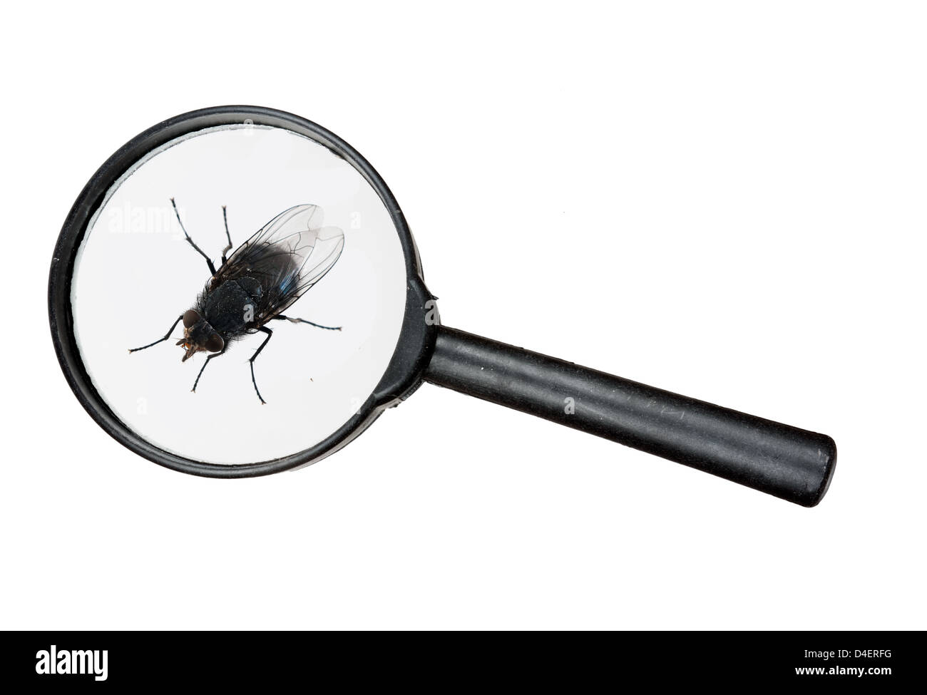 Descubre los misterios de Liposcelis decolor gracias a la entomología