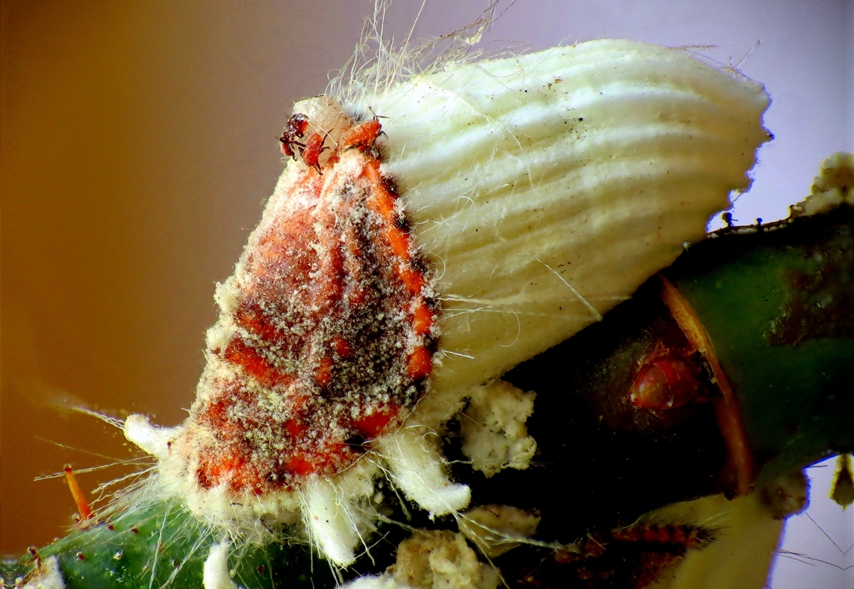 Entomología de Pseudococcus psidii y su impacto en la agricultura