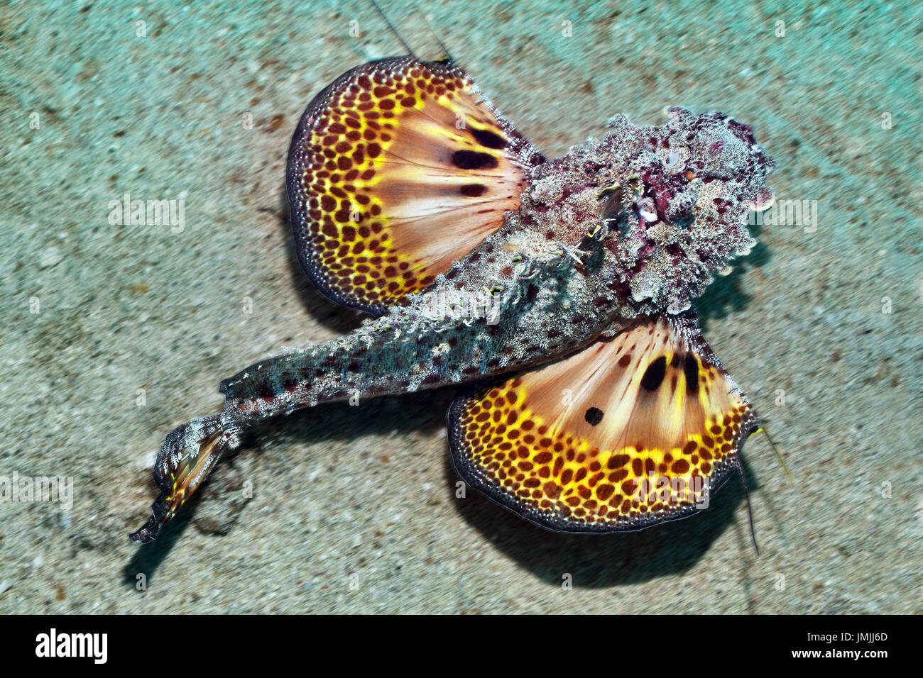 Descubre la fascinante entomología de Pseudococcus filamentosus