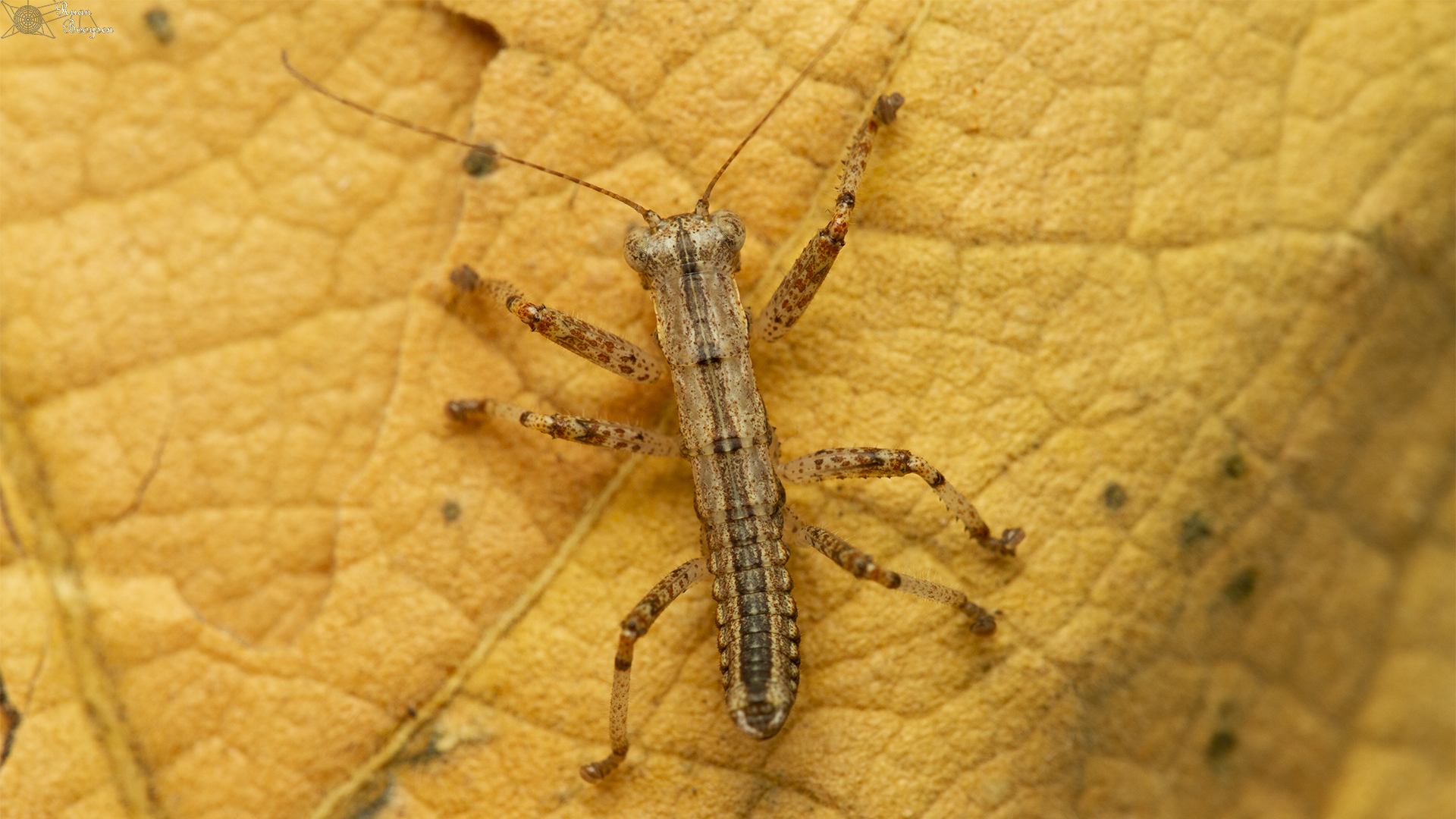 Secretos de Tabanus Gladiator: la Entomología del caballito del diablo