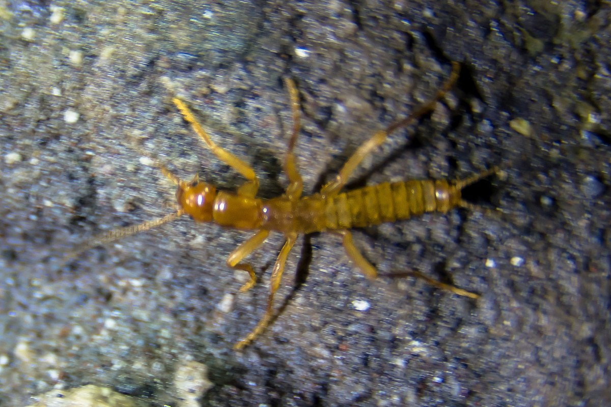 Insecto Grylloblatta sp. descubierto en Altai