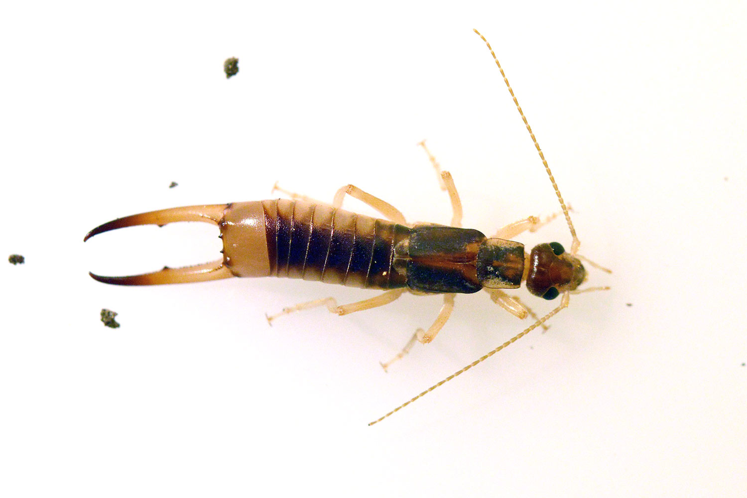 Explora la entomología con Labidura riparia