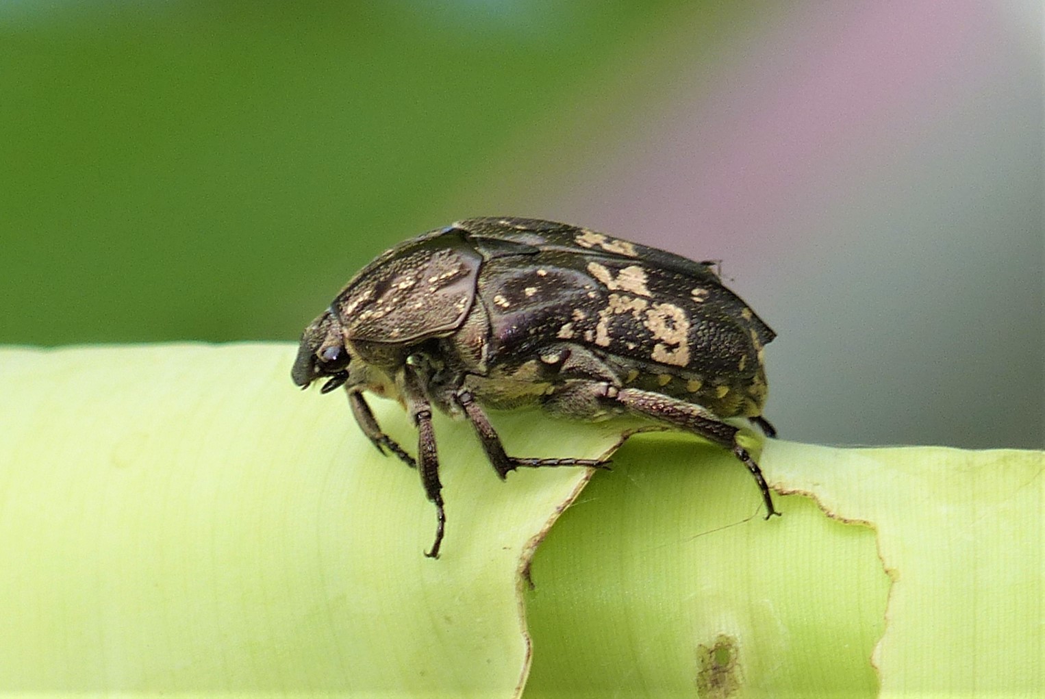 Inocellia maculata: secretos de la entomología de esta especie