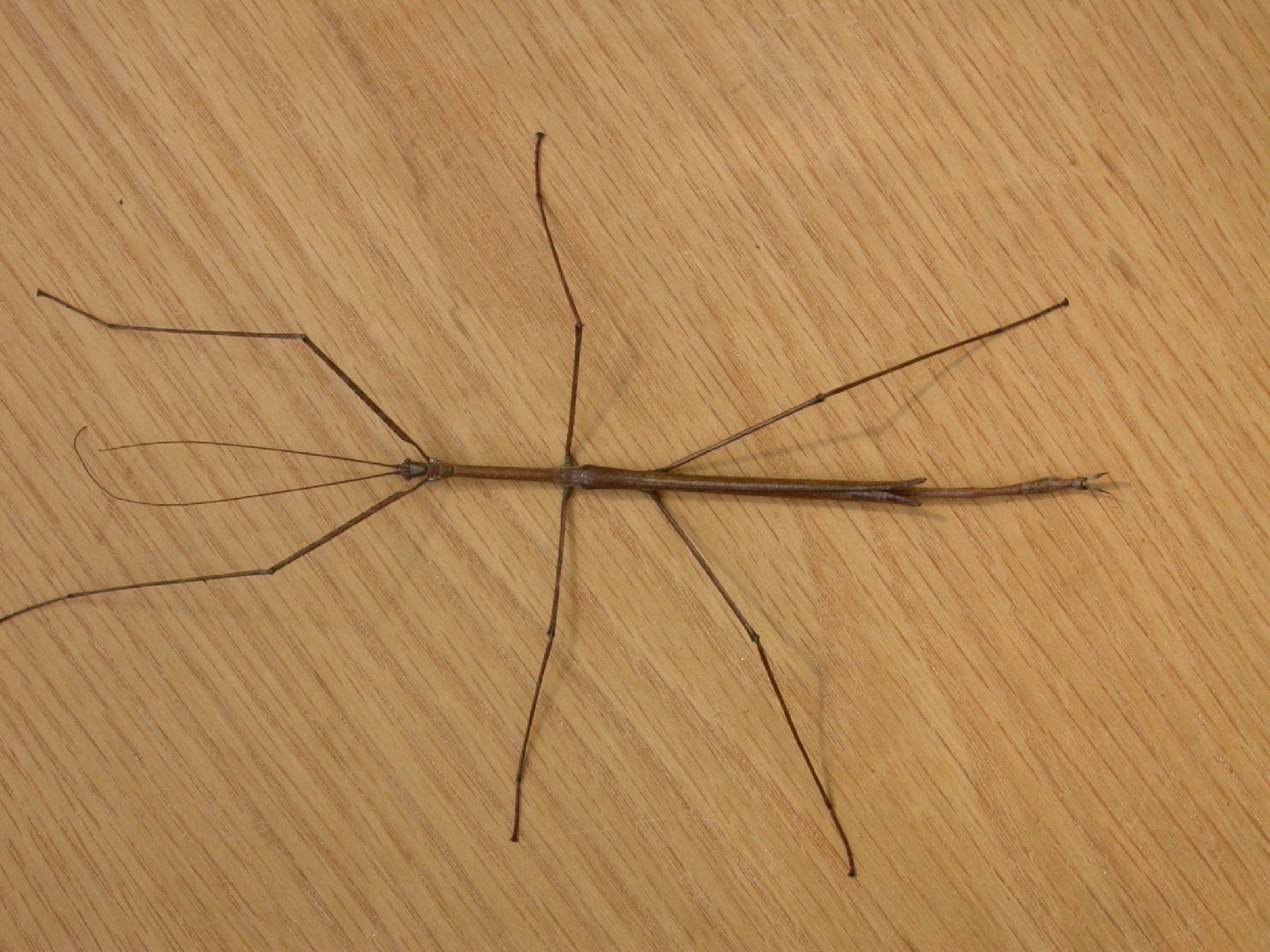 Explorando el mundo de Cossyphus marginatus: Entomología marginal