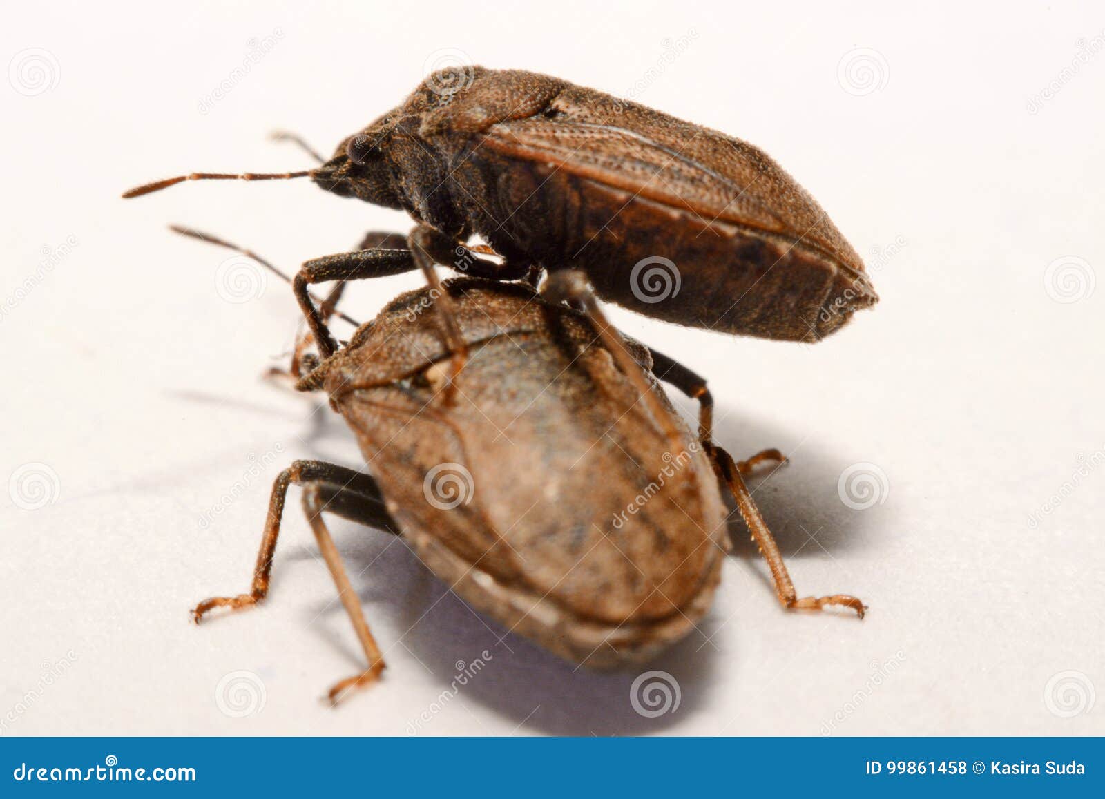 Descubre los secretos de Liposcelis rufa: su fascinante entomología