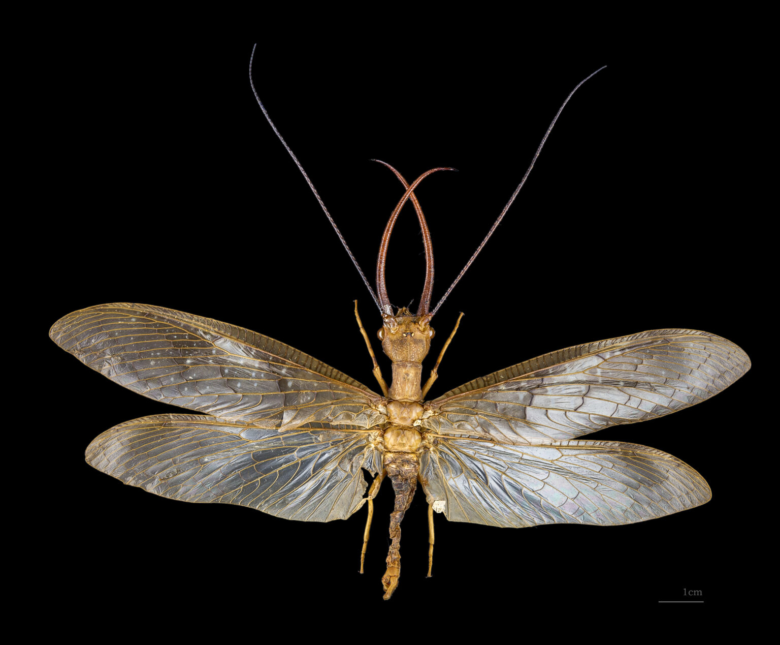 Megaloptera Coloradensis: Descubre los misterios de su entomología