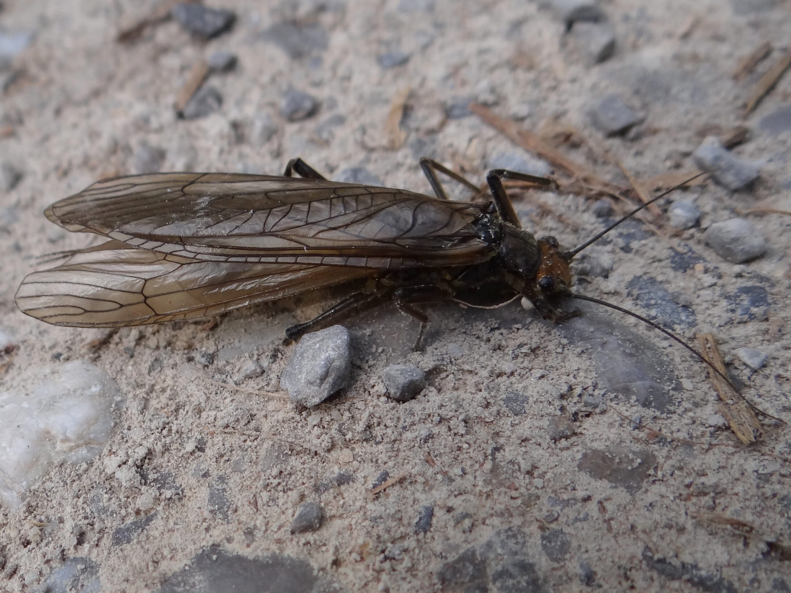 Exploración entomológica: secretos de la Chrysopa perla