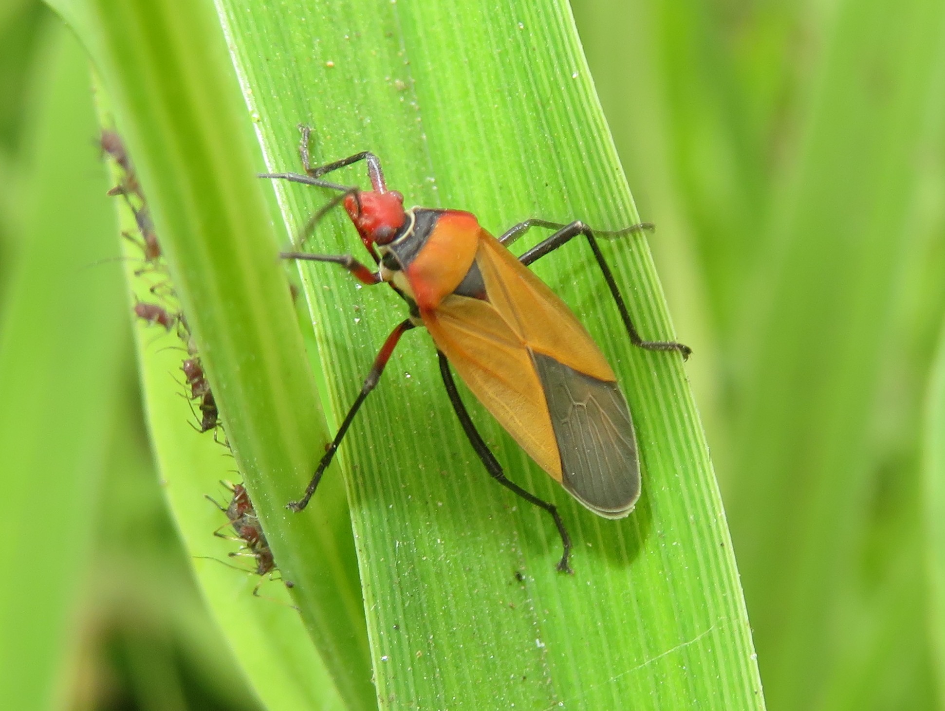 Explora el mundo de Trox peruvianus: entomología en acción