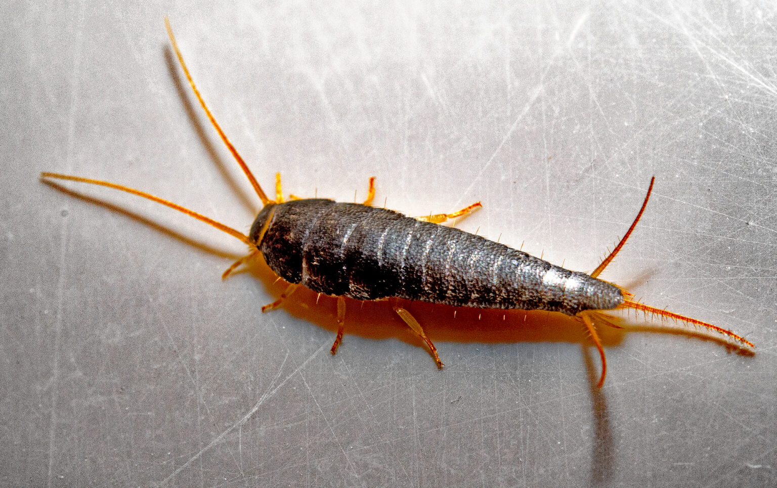 Lepisma saccharina: entomología del 'pececillo de plata'