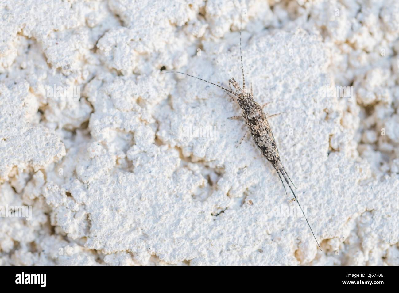 Grylloblatta campodeiformis: el insecto más primitivo