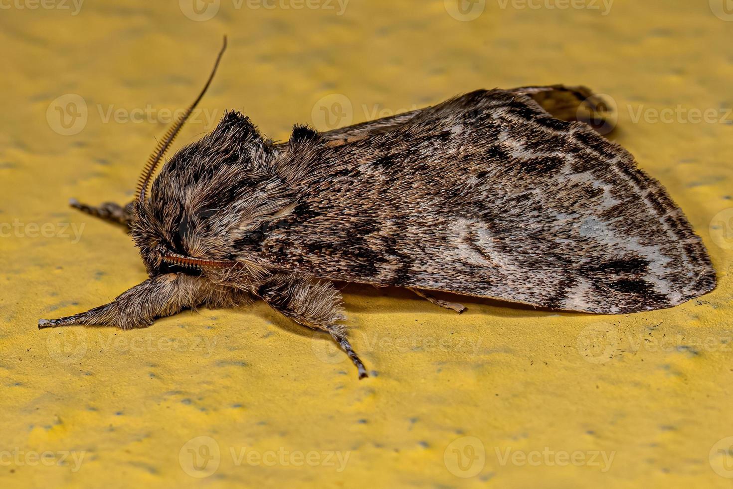 Secretos de la Entomología: Euroleon nostras