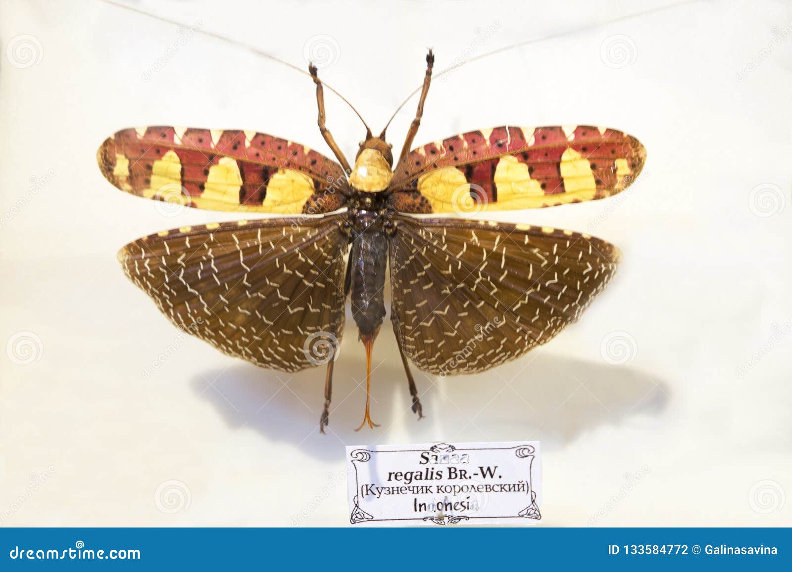 Vida secreta de Wormaldia moesta: Estudio entomológico