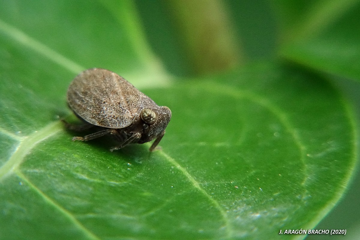 Atrévete a descubrir el saltarín de tres espinas: Nemoura trispinosa