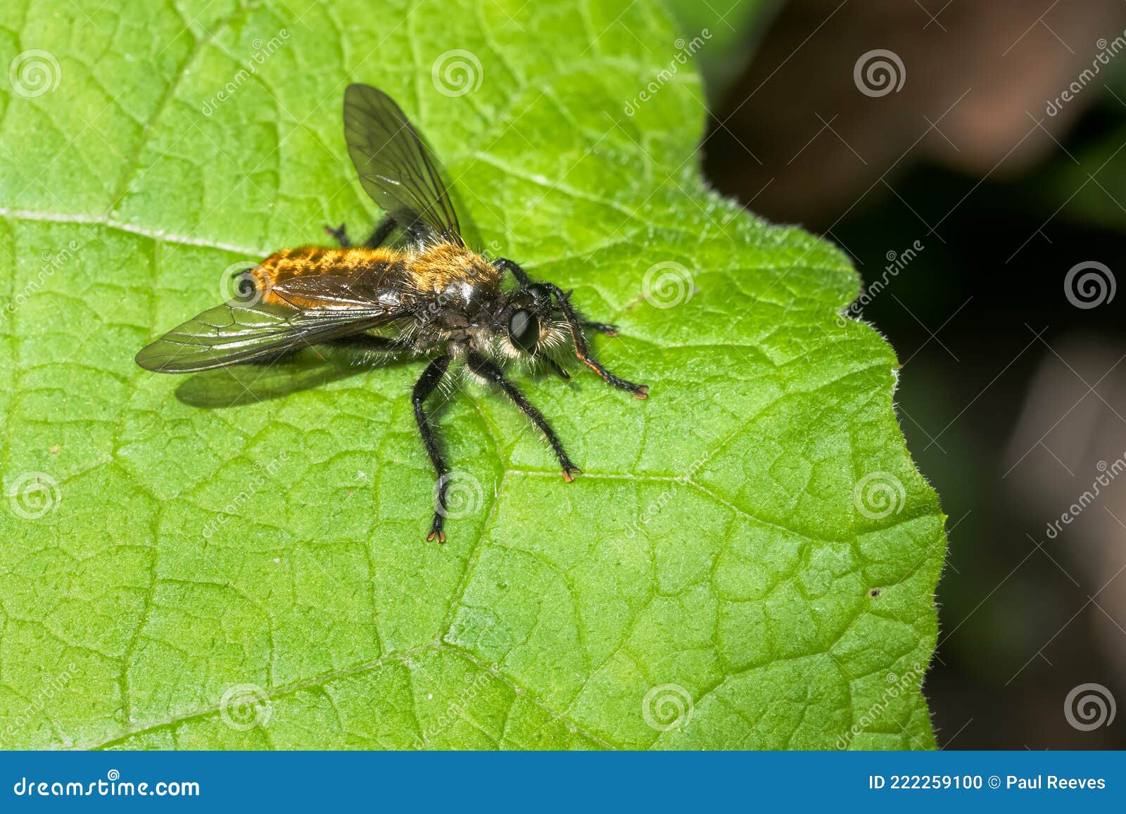 Secretos de la polilla de seda bilineata: Entomología revelada