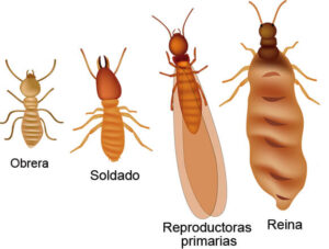 Descubriendo los secretos de la termita subterránea de Guyana