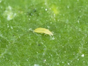 Misterios de Thrips setosus: Entomología detrás de la plaga