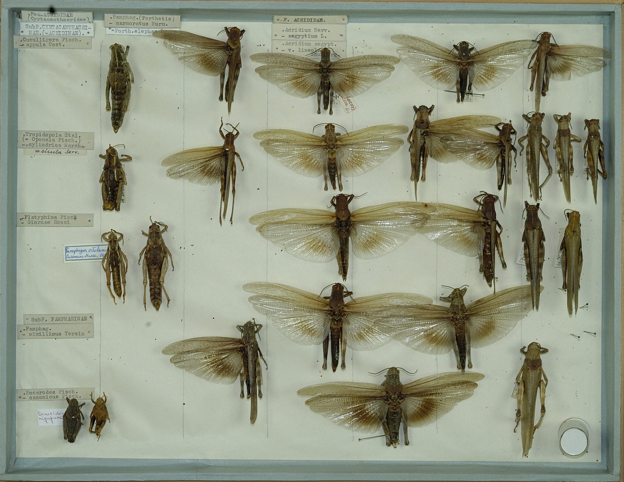 Explora el mundo de Trox cinctus: Máxima entomología