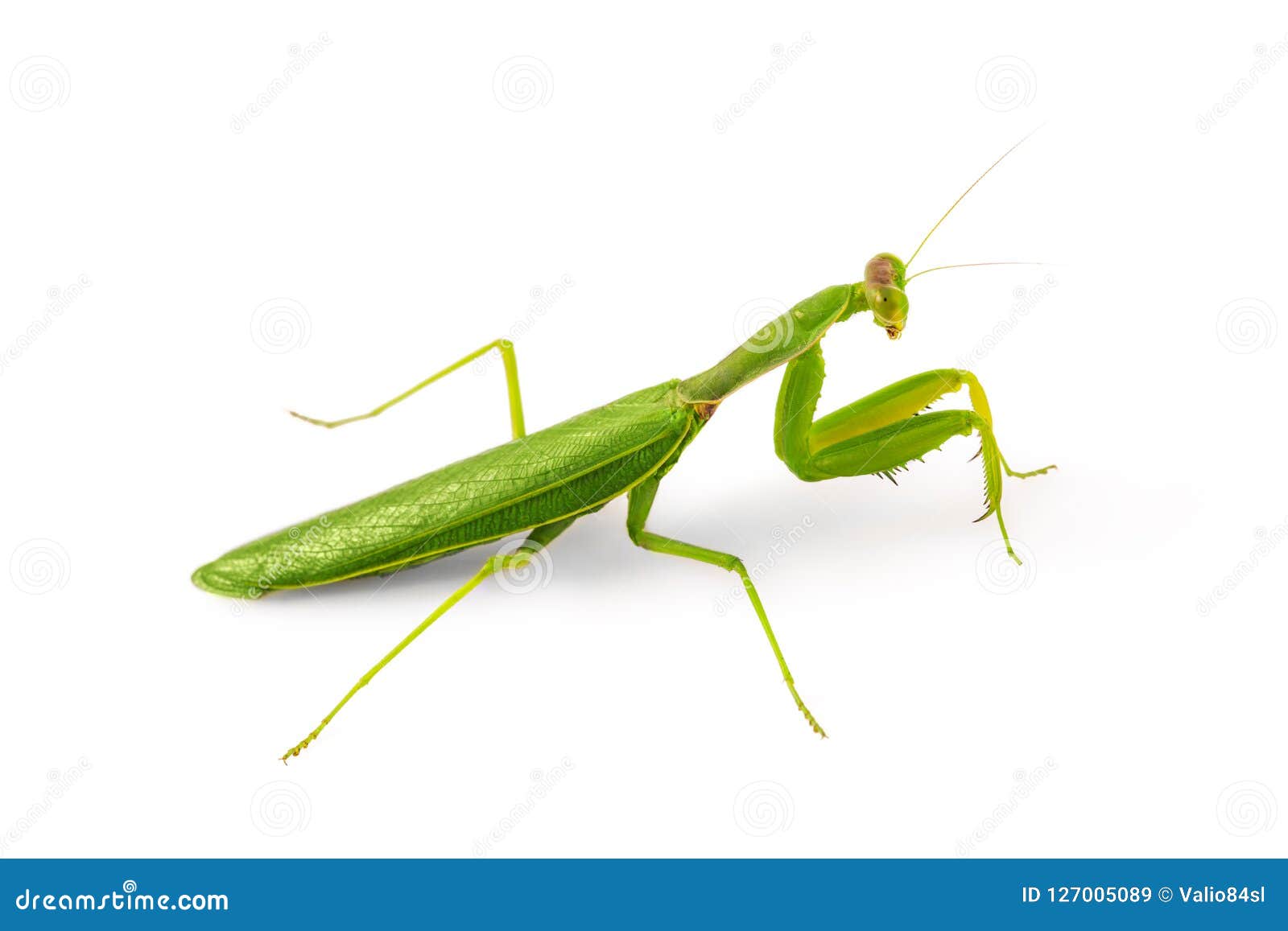 Descubriendo la entomología de Nezara viridula