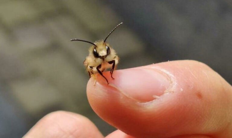 Embia kawaii: la adorabilidad de los insectos