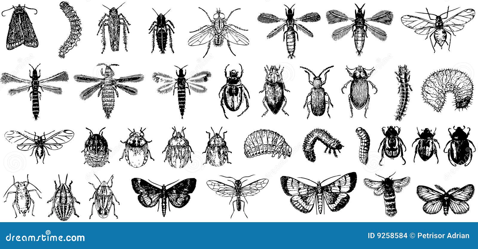 Descubre el fascinante mundo de Meinertellidae: Entomología al detalle