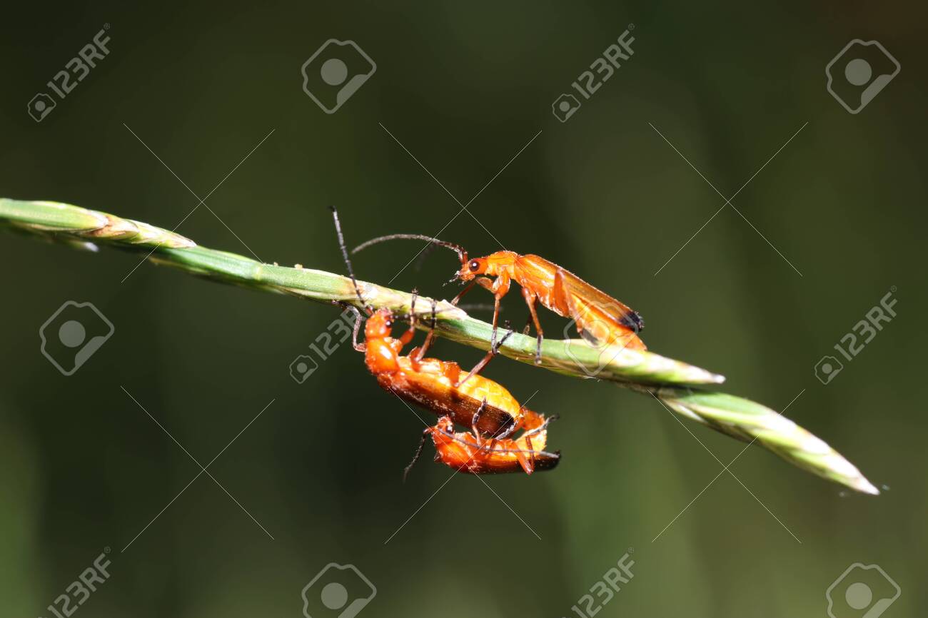 Estudio entomológico de las Chelisochidae sp: fascinante mundo insecto