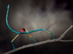 Descubre el fascinante mundo de la Entomología con Doru lineare