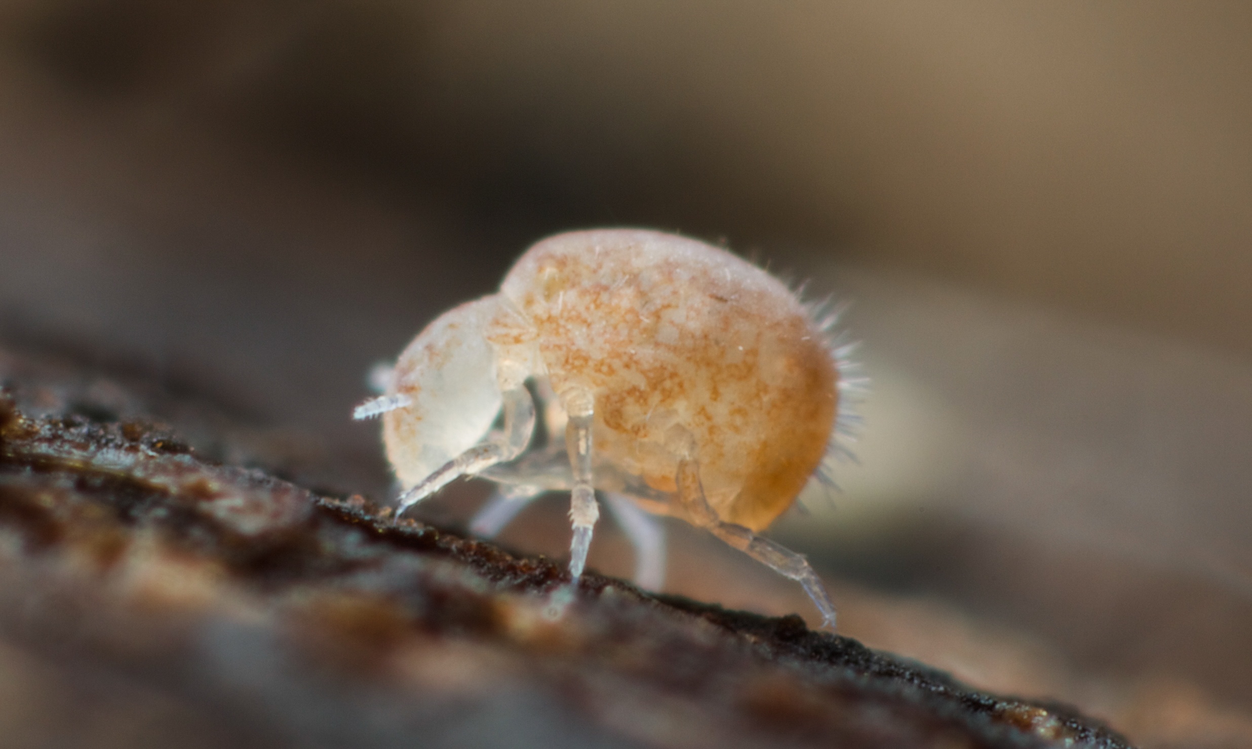 Neelidae: insectos fascinantes poco conocidos