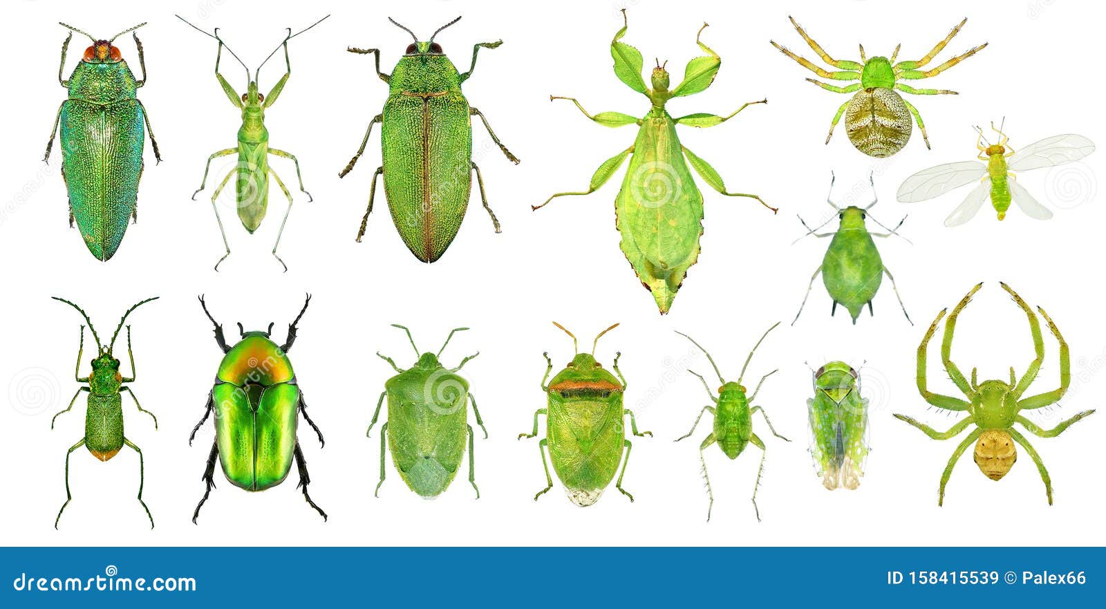 Explorando la fascinante entomología de Chrysophaea